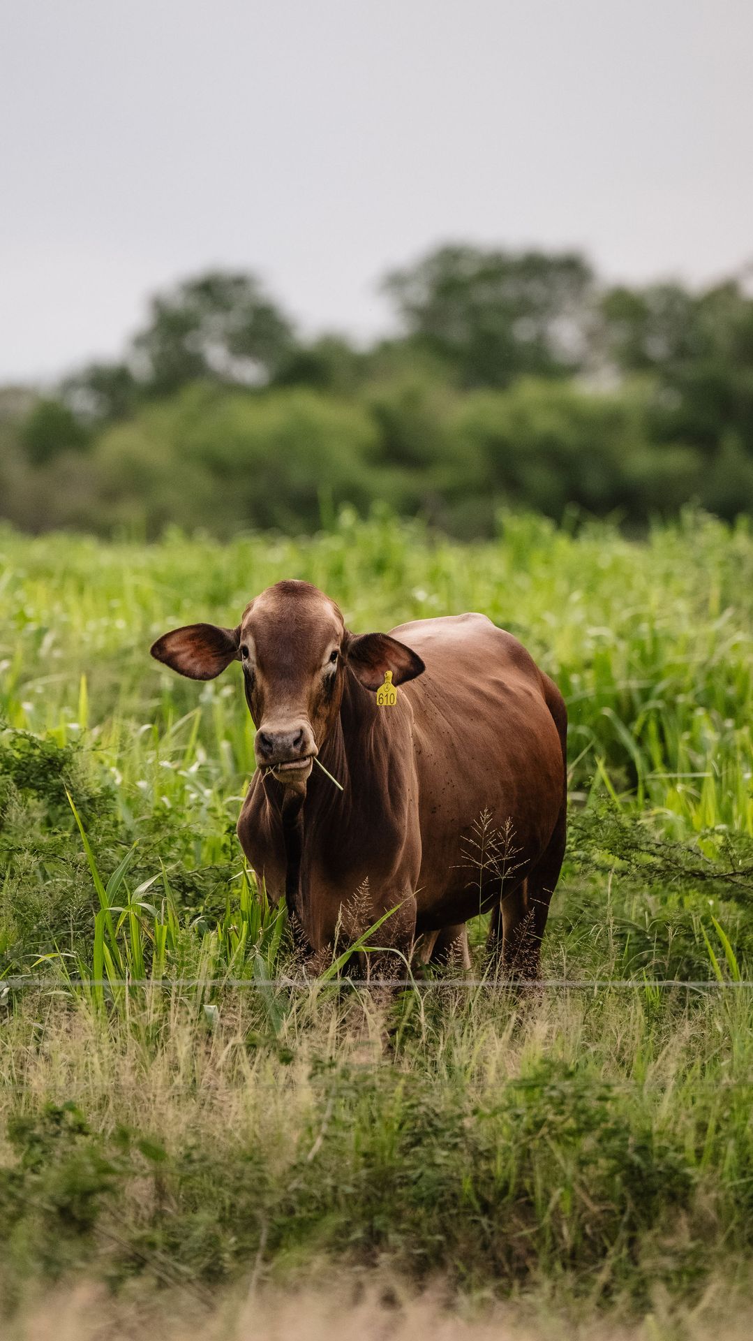 Valeur | Premium Grassfed Beef from Paraguay